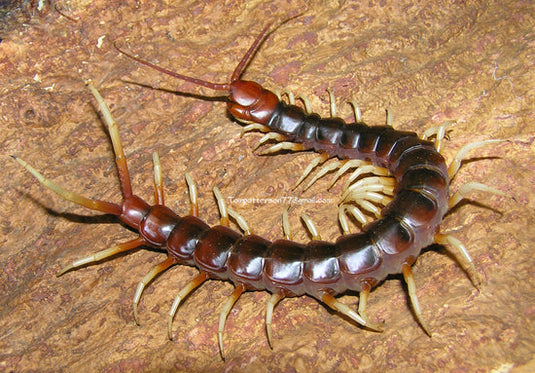 Feature products scroll – Hardcore Arachnids