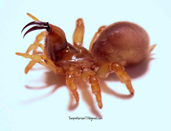 TRUE SPIDERS & MYGALOMORPHS – Hardcore Arachnids