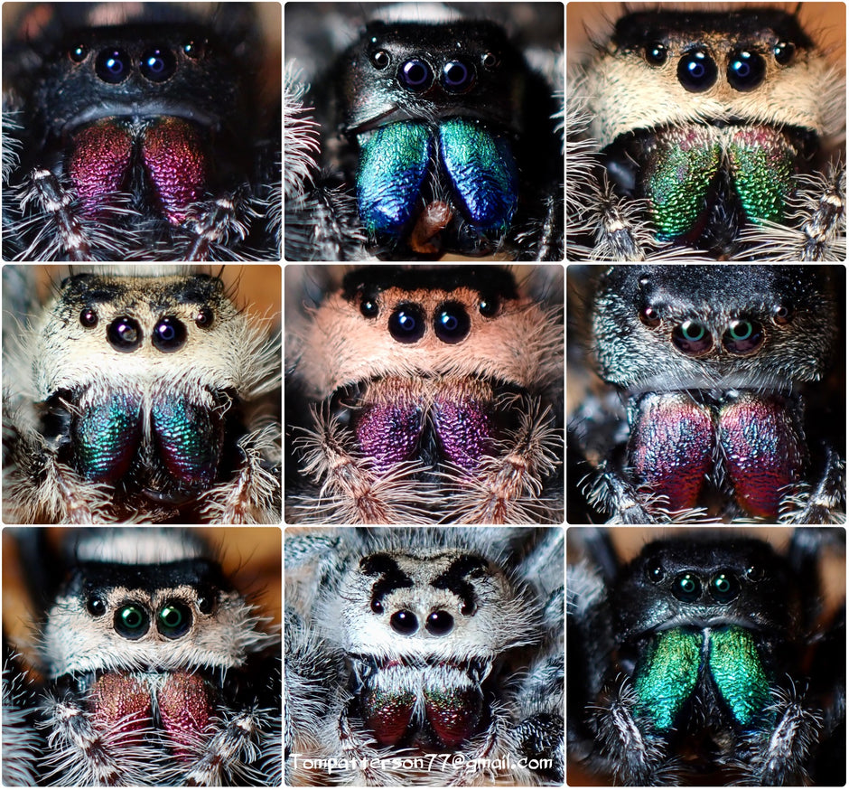 Feature products scroll – Hardcore Arachnids