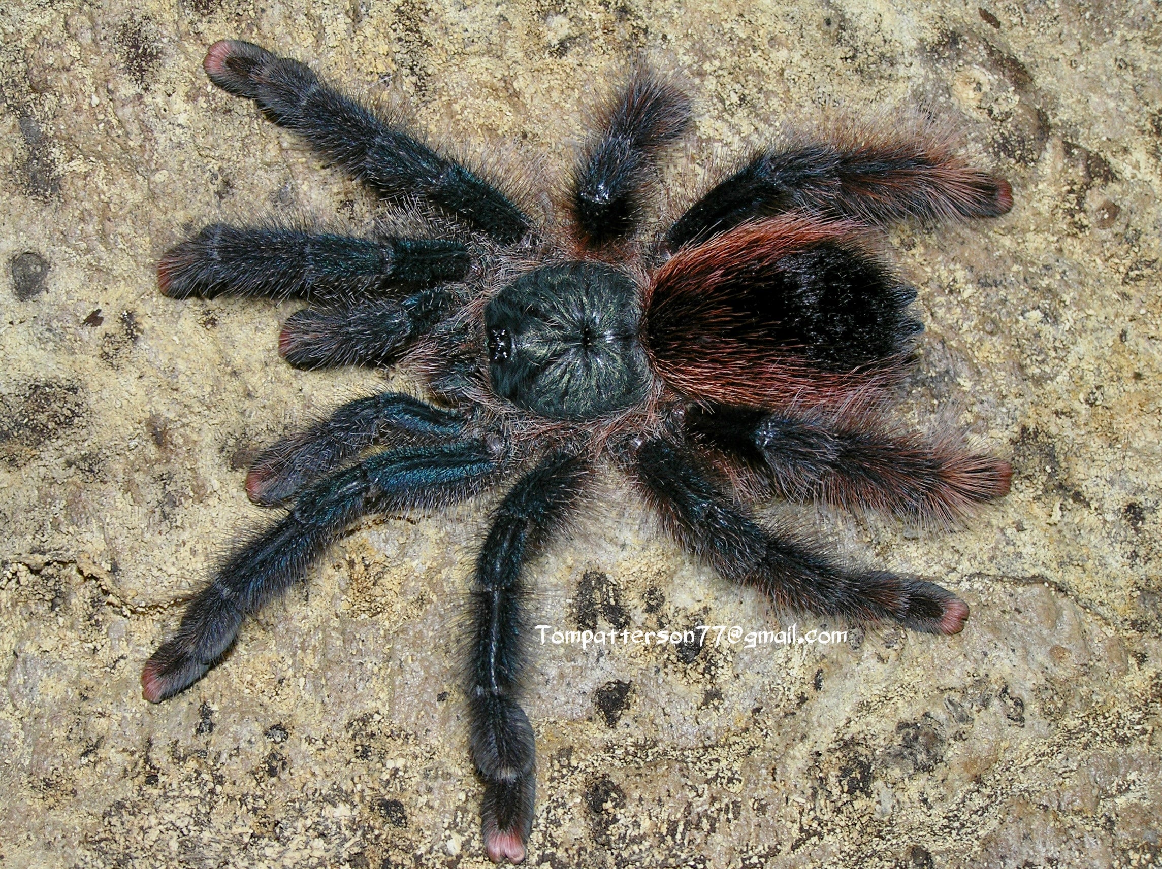 TARANTULAS – Hardcore Arachnids