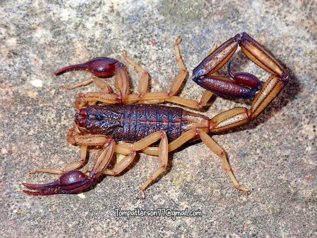 SCORPIONS – Hardcore Arachnids