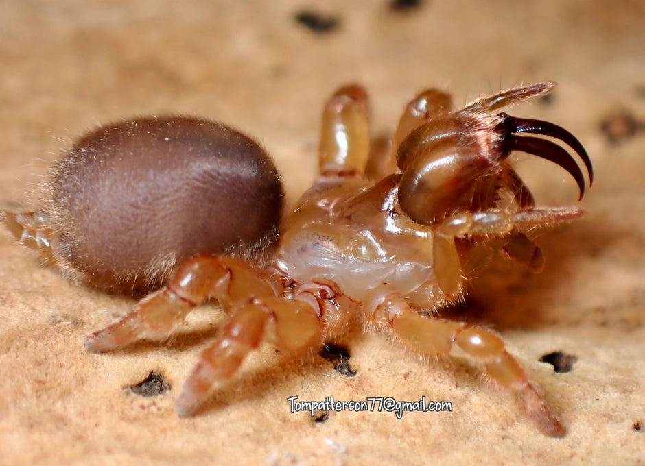 TRUE SPIDERS & MYGALOMORPHS – Hardcore Arachnids