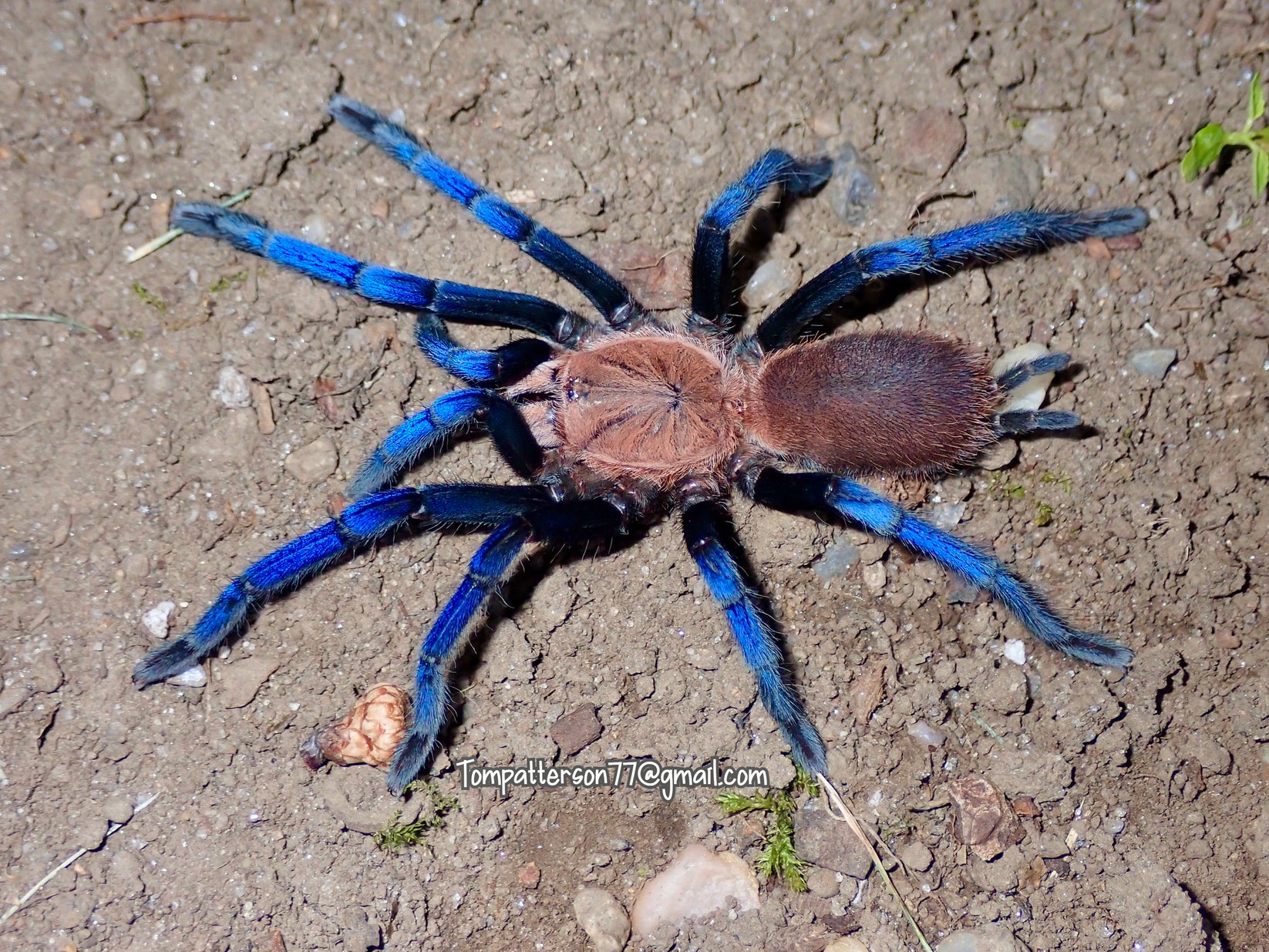 Birupes simoroxigorum 1/2” – Hardcore Arachnids