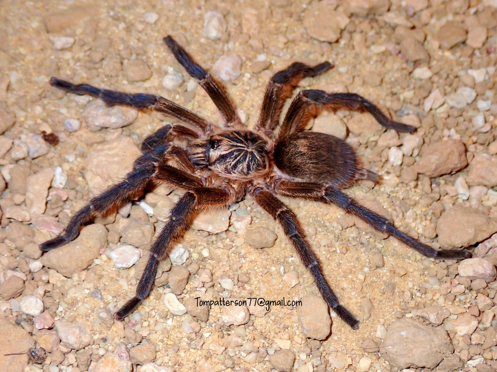 Harpactira pulchripes 3/4” – Hardcore Arachnids