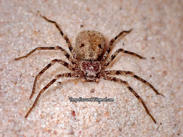 TRUE SPIDERS & MYGALOMORPHS – Hardcore Arachnids