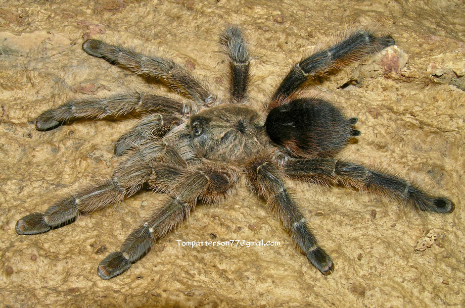 TARANTULAS – Hardcore Arachnids
