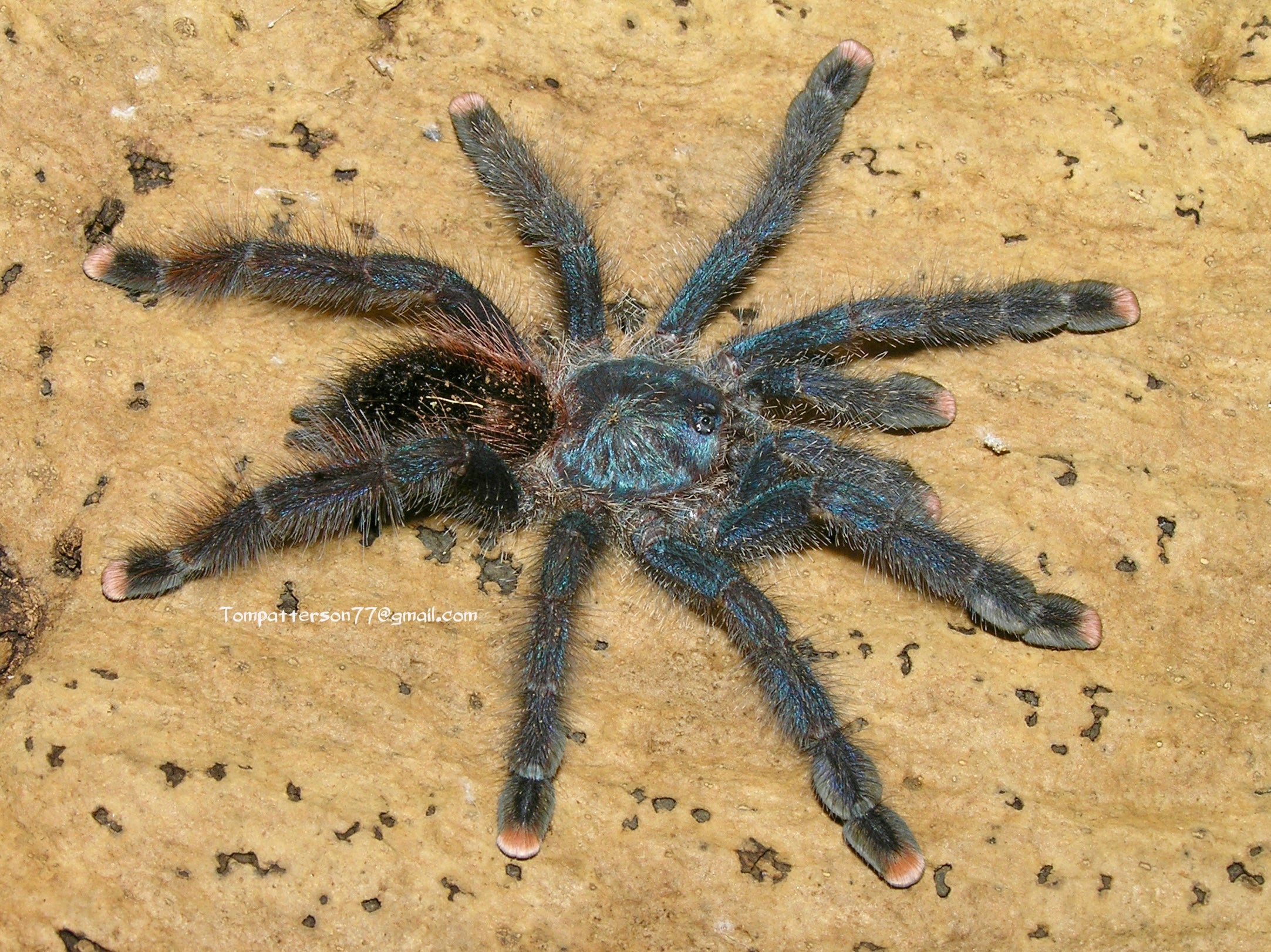 TARANTULAS – Hardcore Arachnids