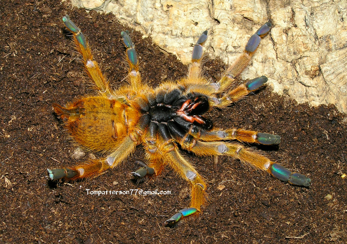 Pterinochilus murinus (OBT) 3/4” – Hardcore Arachnids