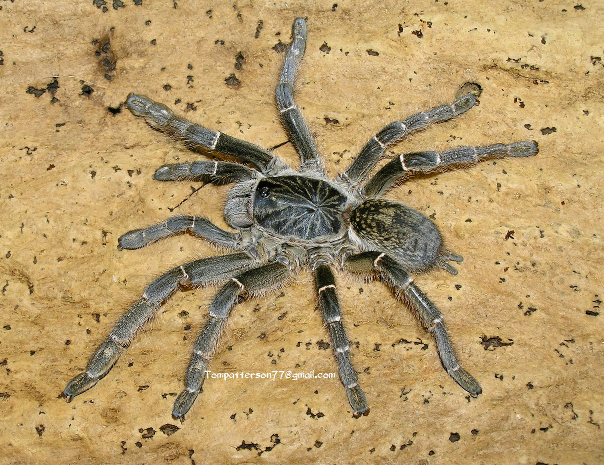 Ceratogyrus meridionalis 1/2” – Hardcore Arachnids