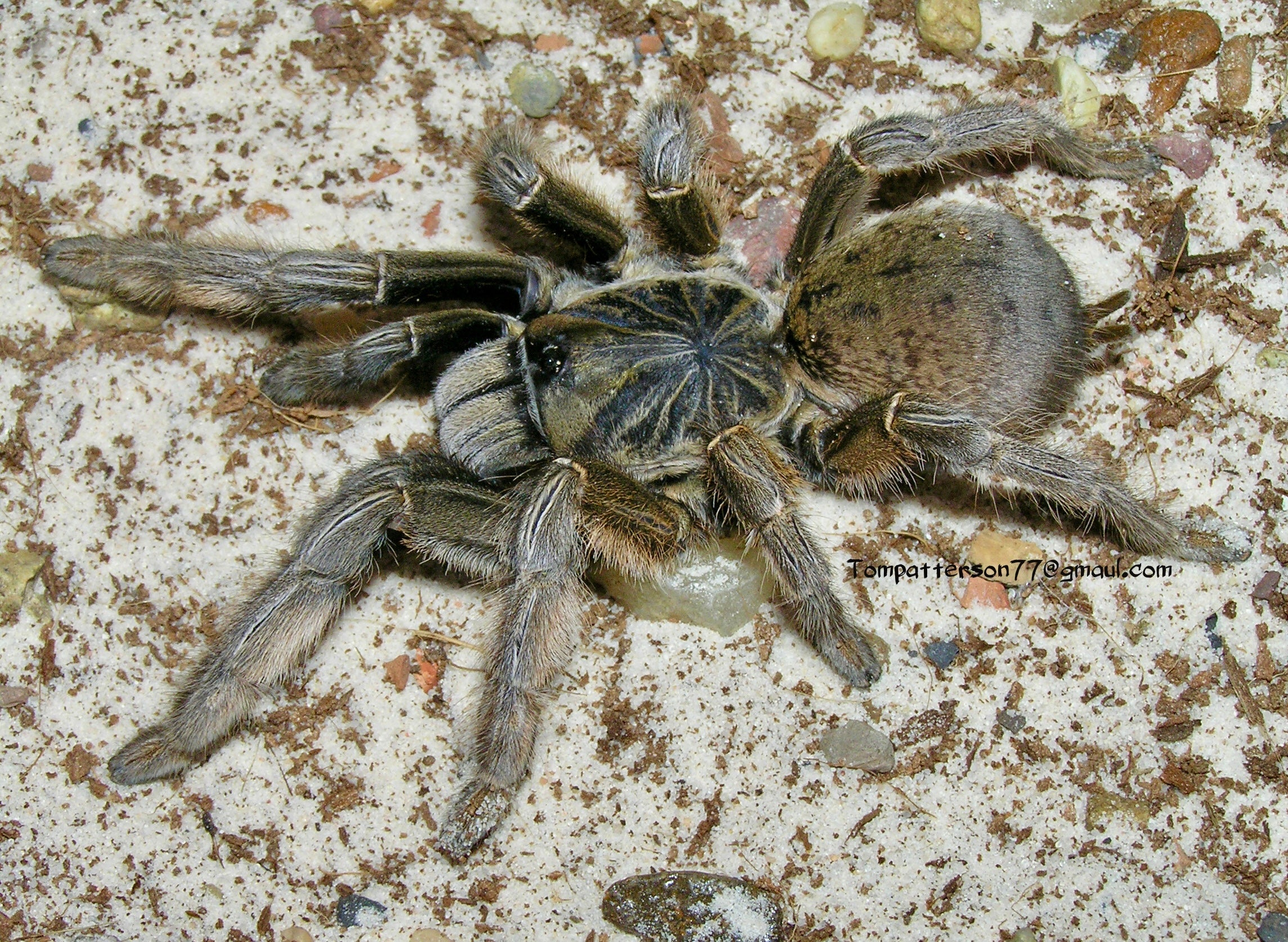 TARANTULAS – Hardcore Arachnids