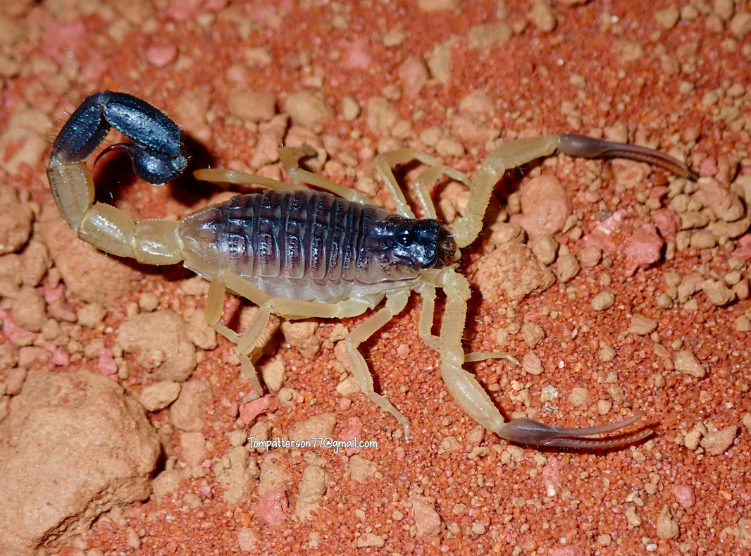 SCORPIONS – Hardcore Arachnids