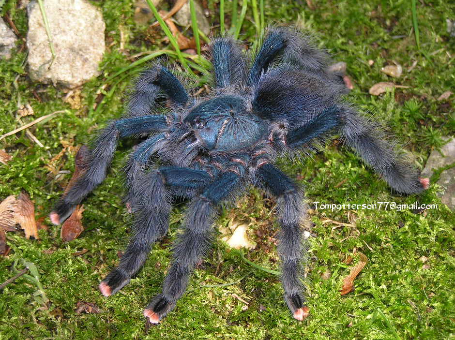 TARANTULAS – Hardcore Arachnids