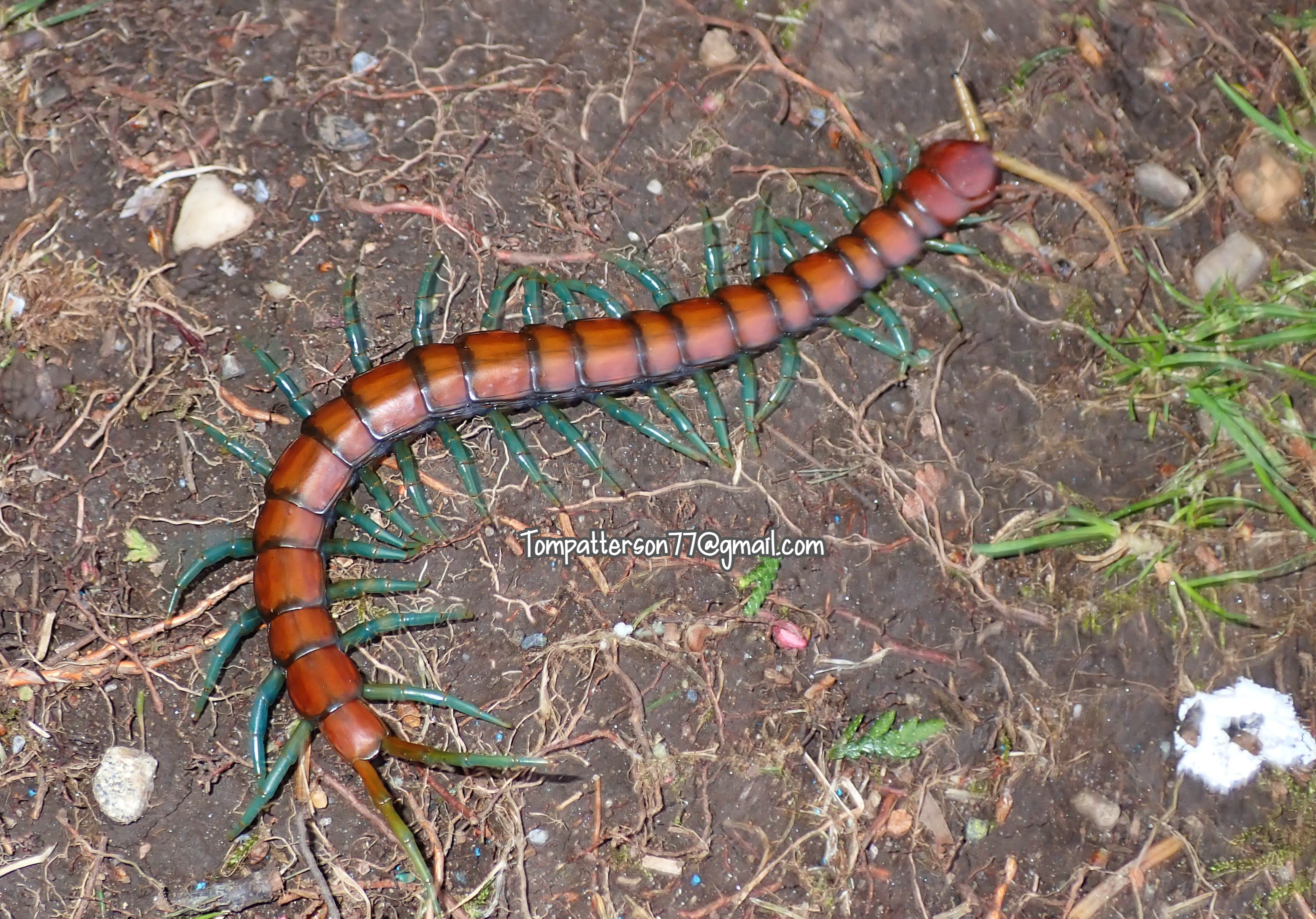 CENTIPEDES – Hardcore Arachnids
