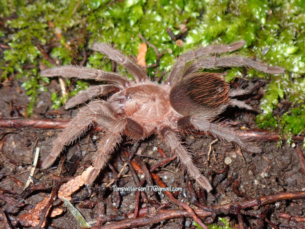 TARANTULAS – Page 2 – Hardcore Arachnids