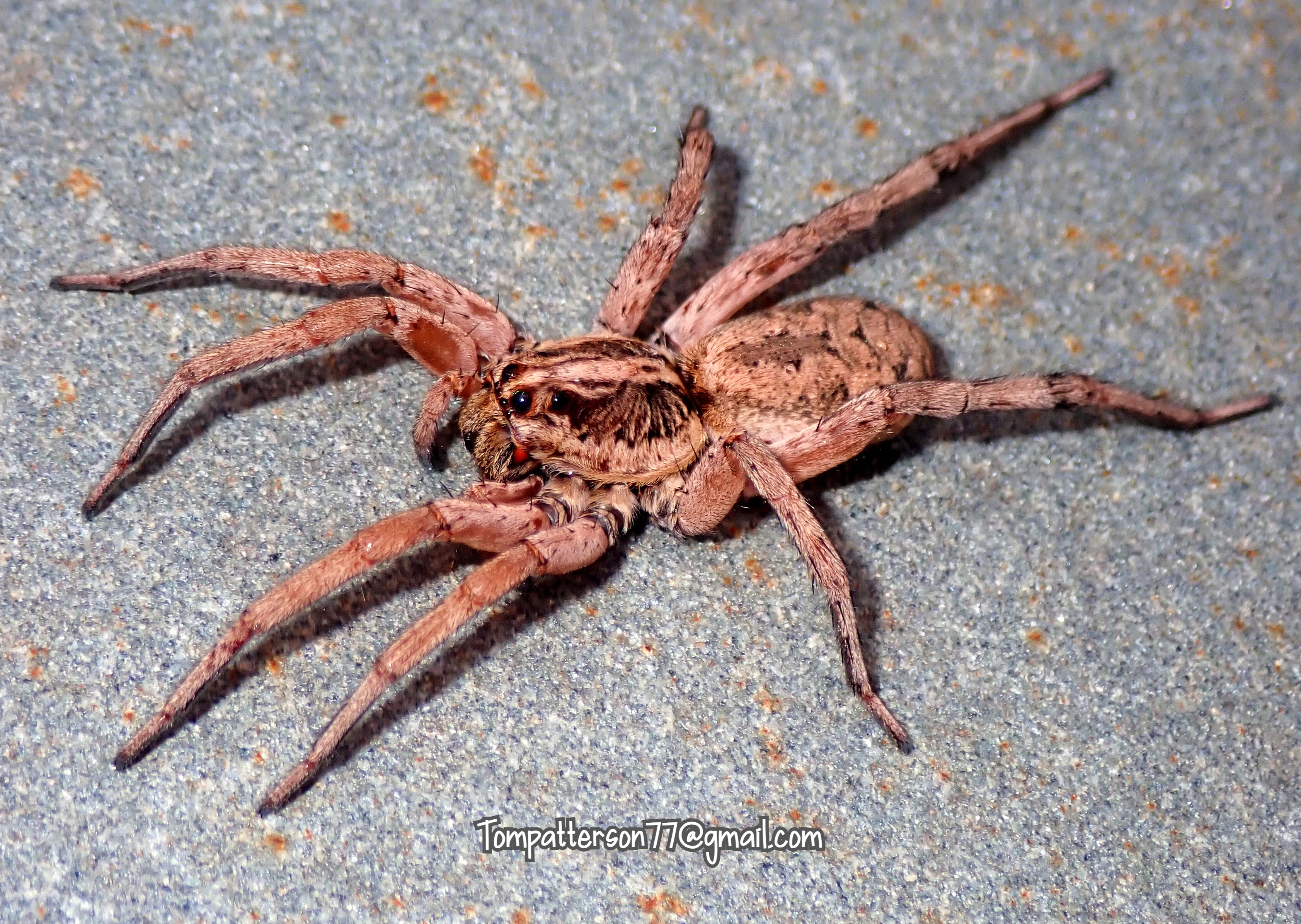 TRUE SPIDERS & MYGALOMORPHS – Hardcore Arachnids