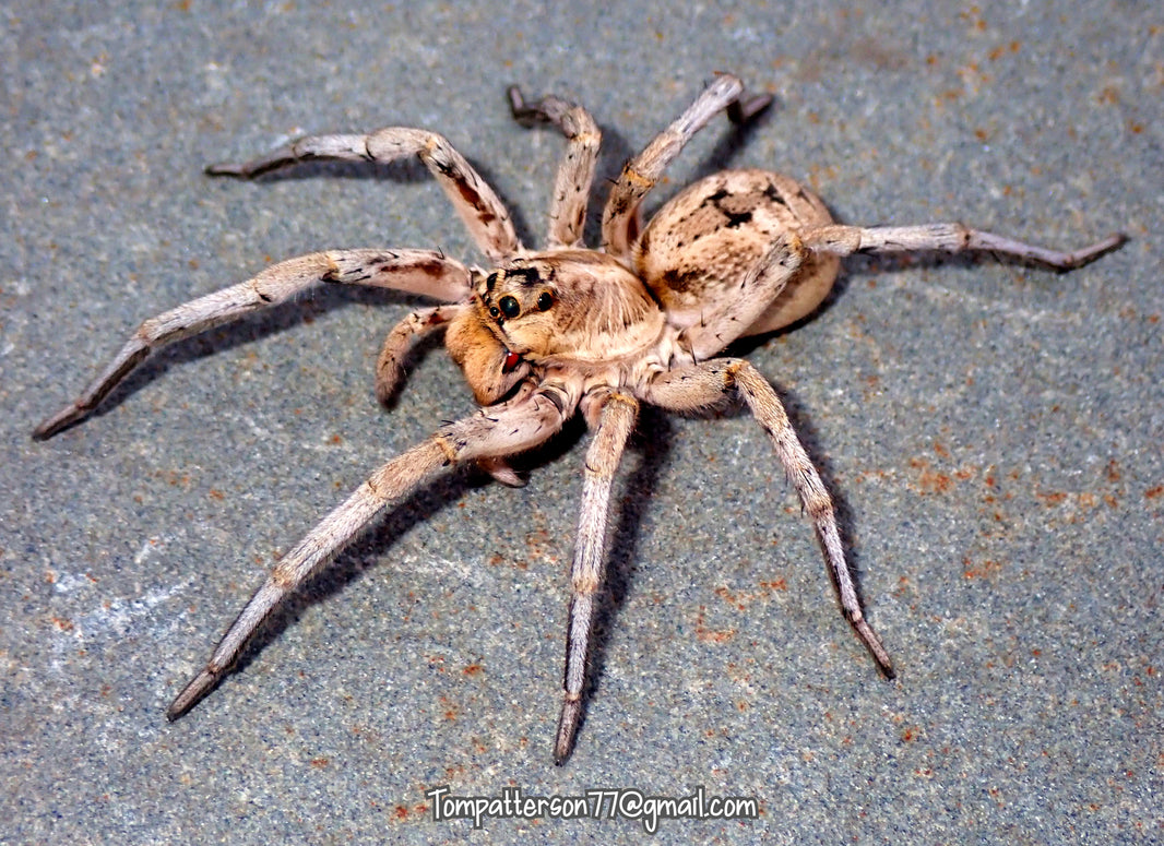 TRUE SPIDERS & MYGALOMORPHS – Hardcore Arachnids