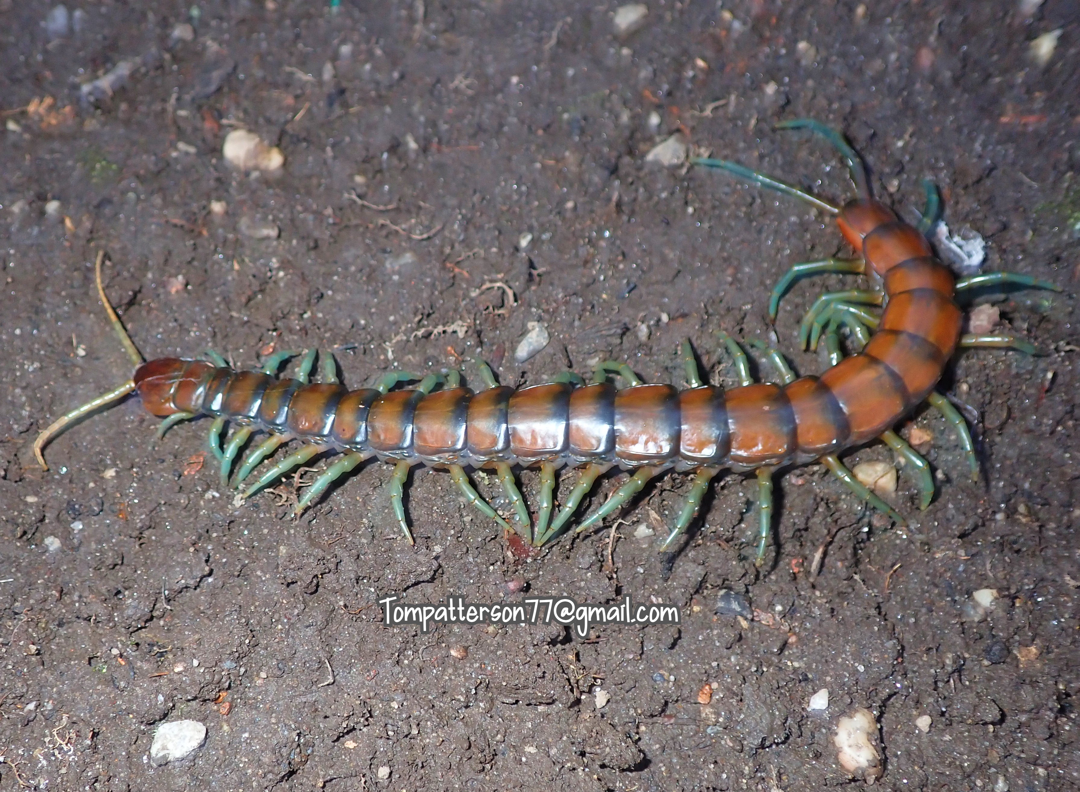 Scolopendra sp. “Mint Leg” Vietnam local 5” – Hardcore Arachnids