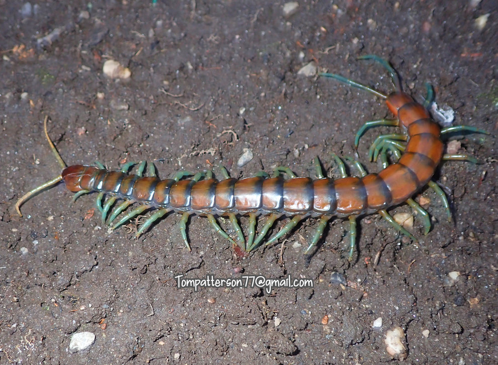 Scolopendra sp. “Mint Leg” Vietnam local 5” – Hardcore Arachnids