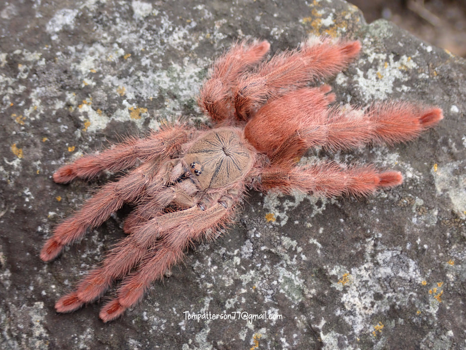 TARANTULAS – Hardcore Arachnids