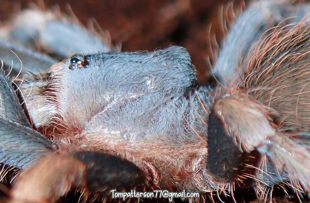 Cyrtopholis sp. “Dominican Republic horn” 1/4” – Hardcore Arachnids