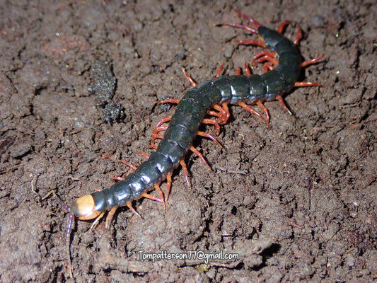 CENTIPEDES – Hardcore Arachnids