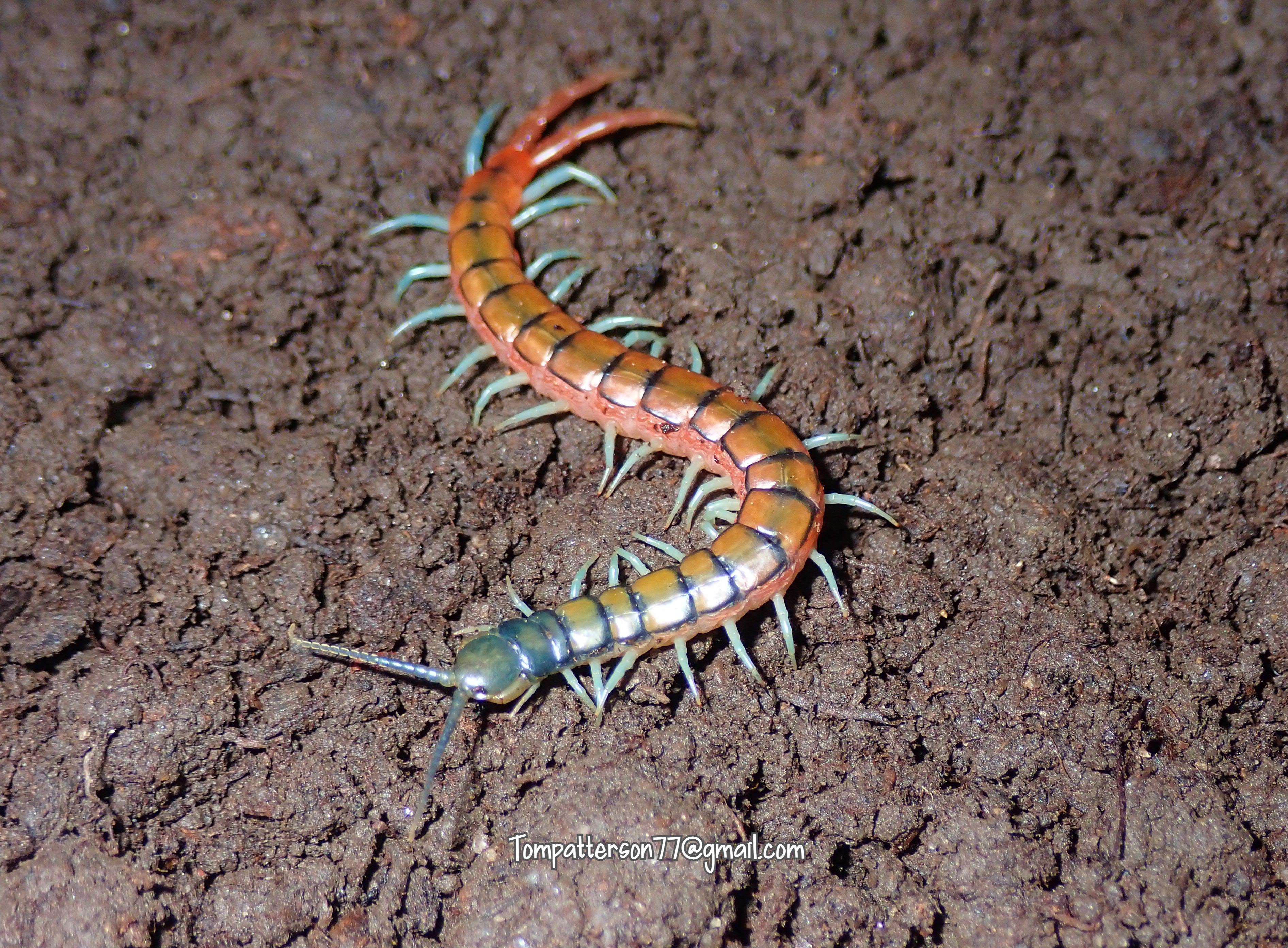 CENTIPEDES – Hardcore Arachnids