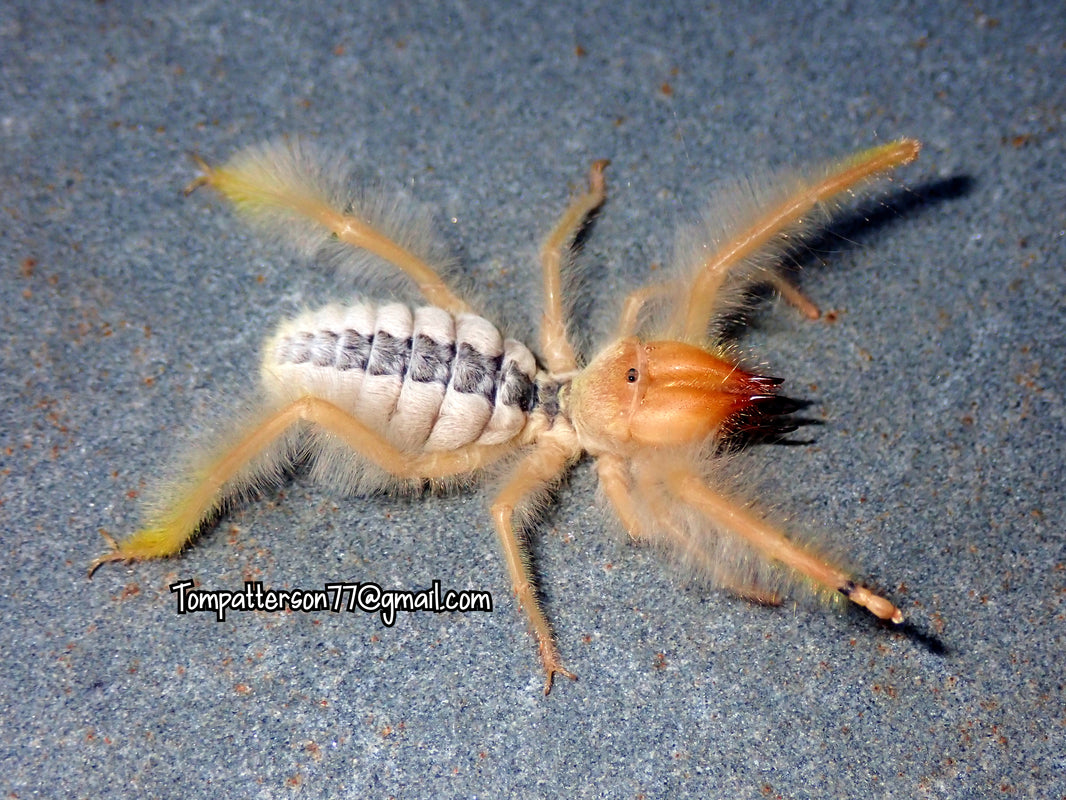 OTHER INVERTEBRATES – Hardcore Arachnids