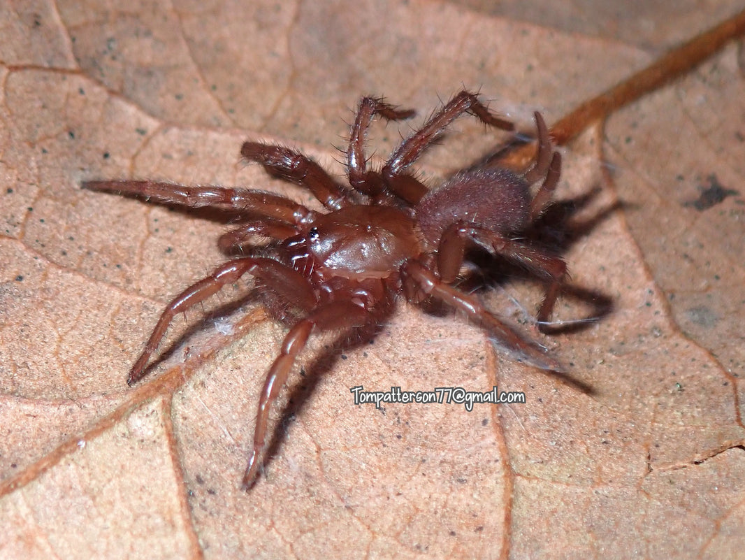 TRUE SPIDERS & MYGALOMORPHS – Hardcore Arachnids
