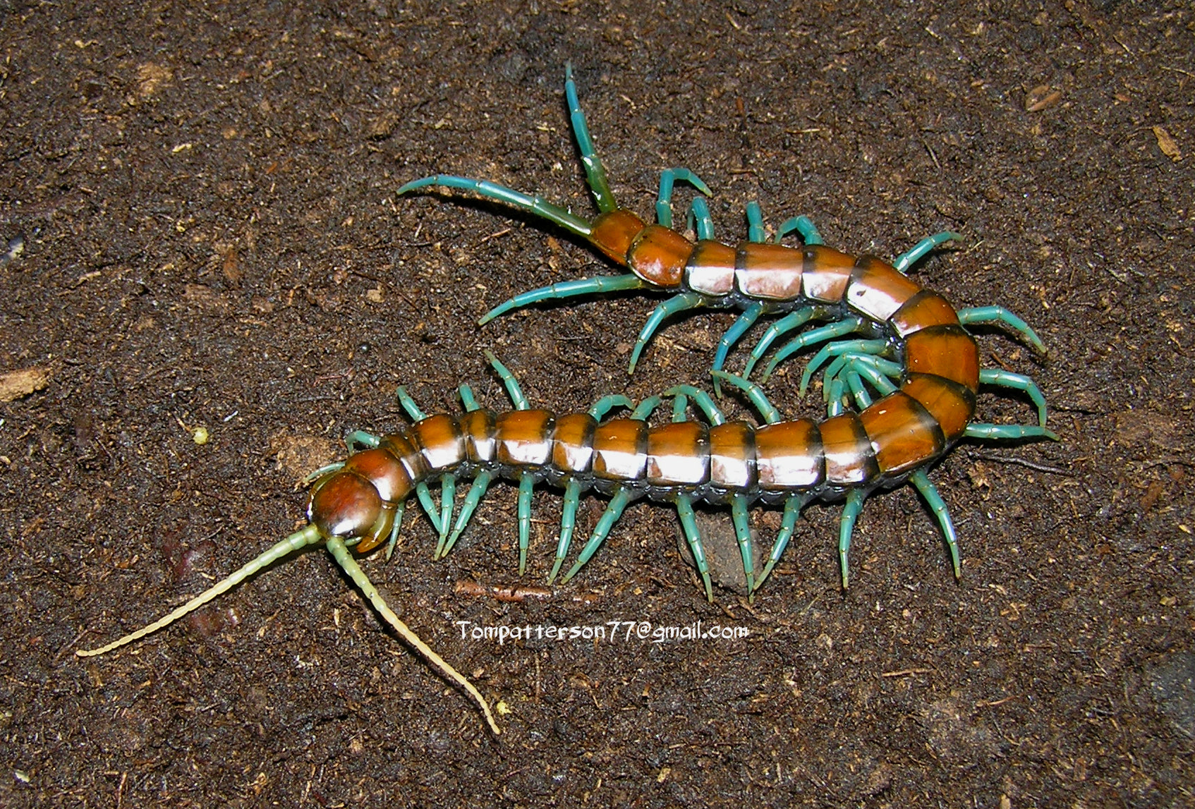 CENTIPEDES – Hardcore Arachnids