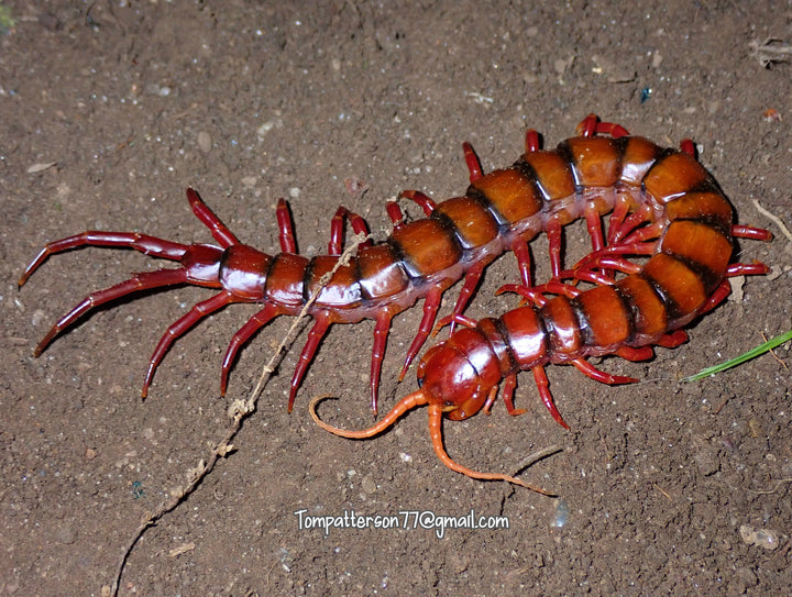 CENTIPEDES – Hardcore Arachnids