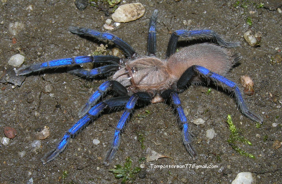 TARANTULAS – Hardcore Arachnids