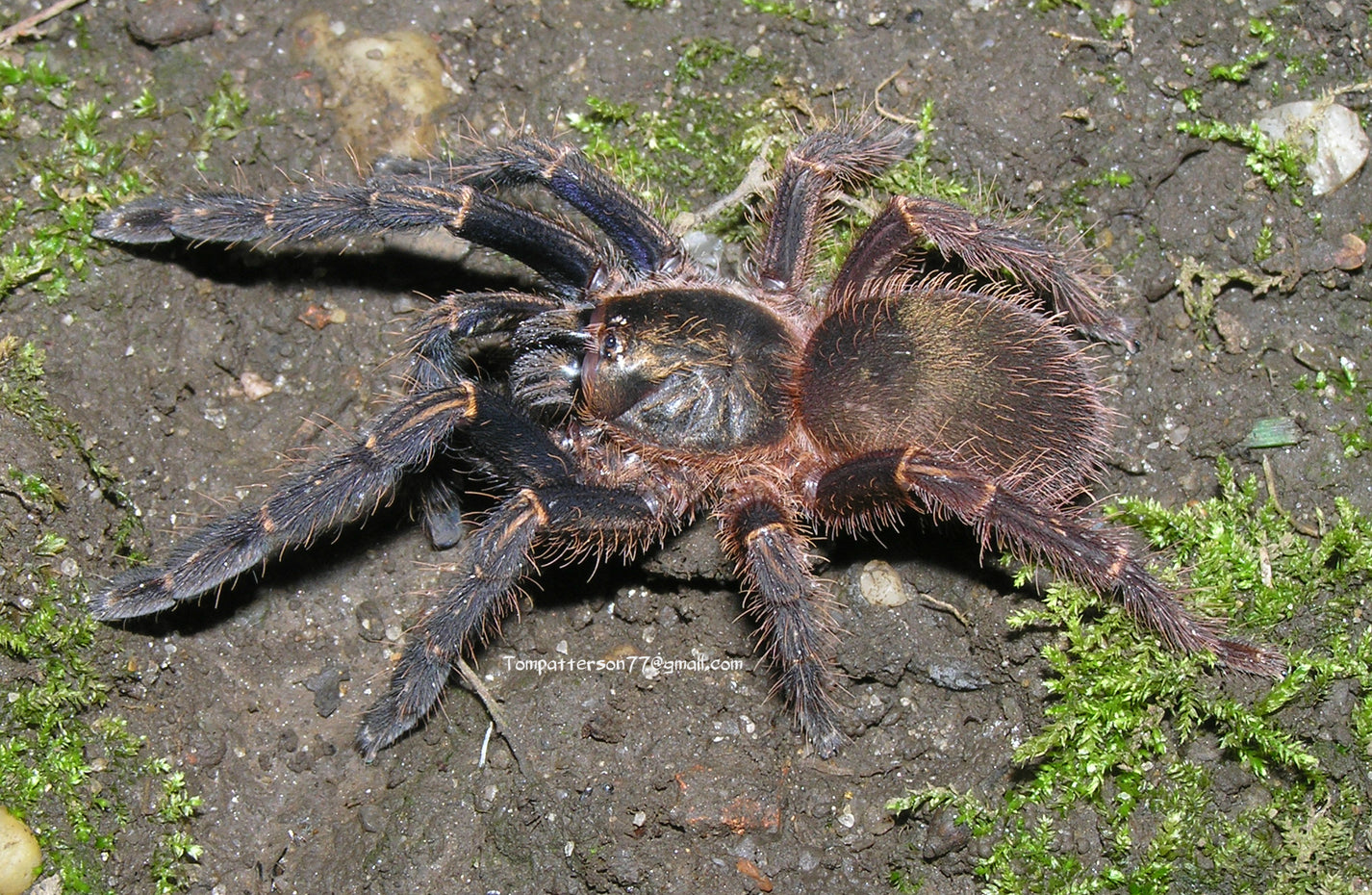 Ephebopus rufescens 3/4” – Hardcore Arachnids
