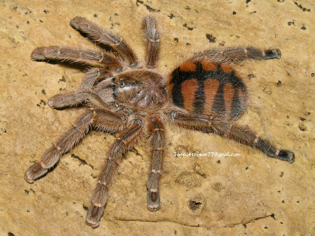 TARANTULAS – Hardcore Arachnids