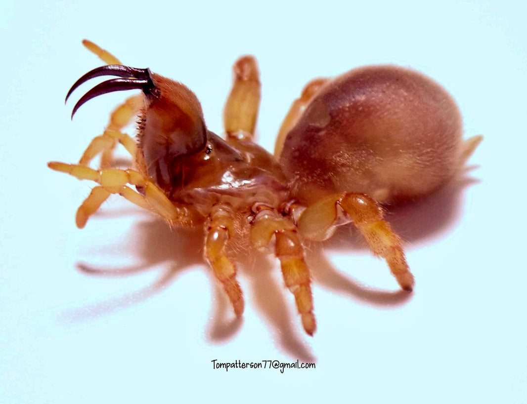 TRUE SPIDERS & MYGALOMORPHS – Hardcore Arachnids