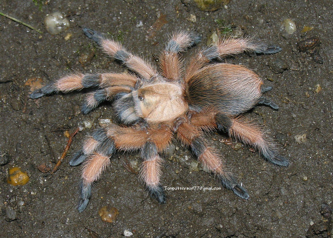TARANTULAS – Hardcore Arachnids