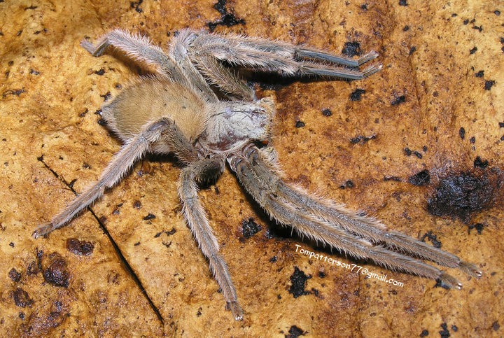 TRUE SPIDERS & MYGALOMORPHS – Hardcore Arachnids