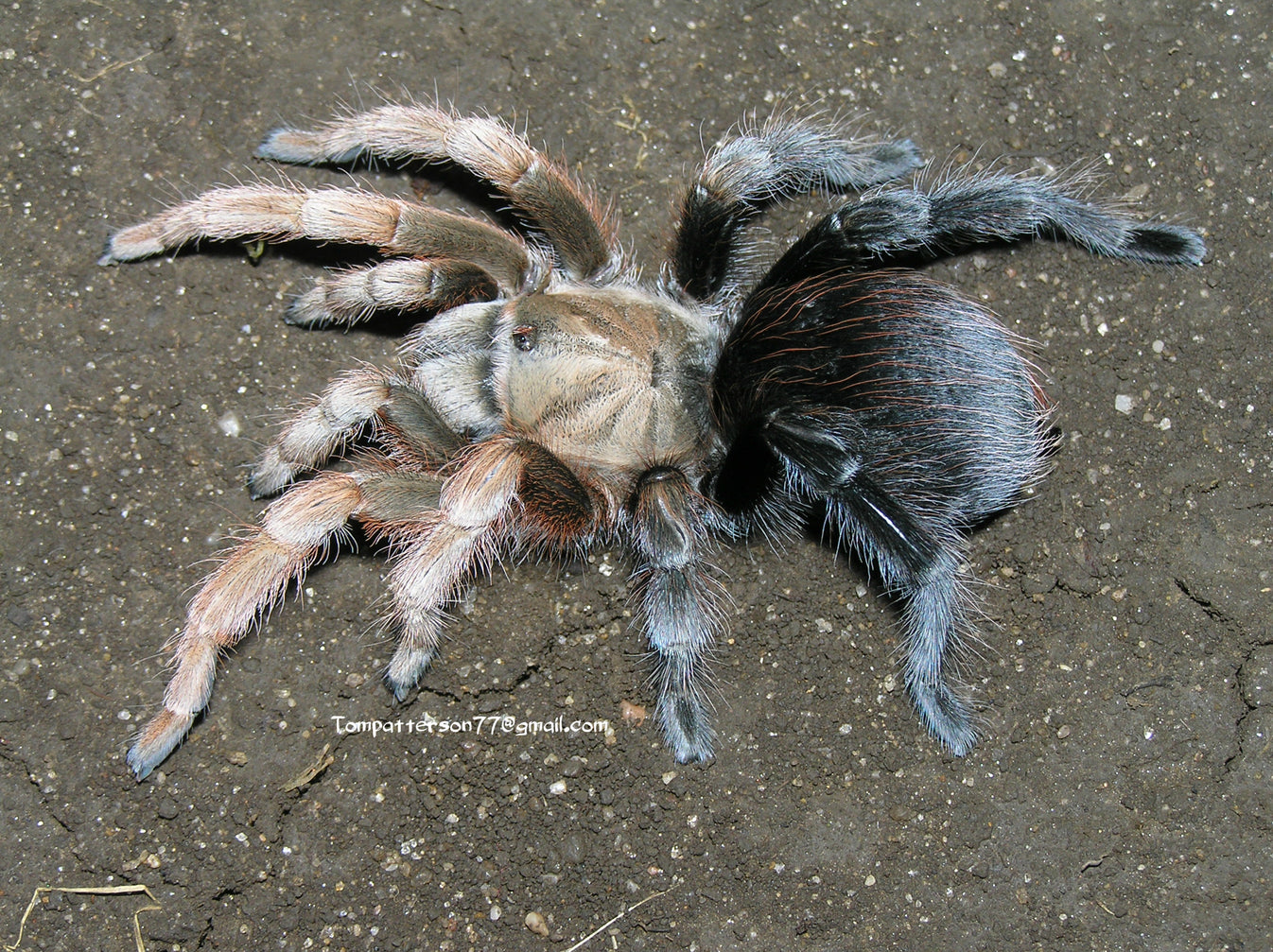 Aphonopelma sp. Diamondback 1/2” – Hardcore Arachnids