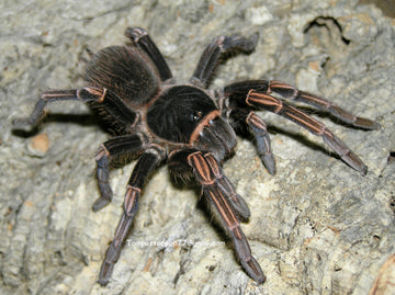 TARANTULAS – Hardcore Arachnids