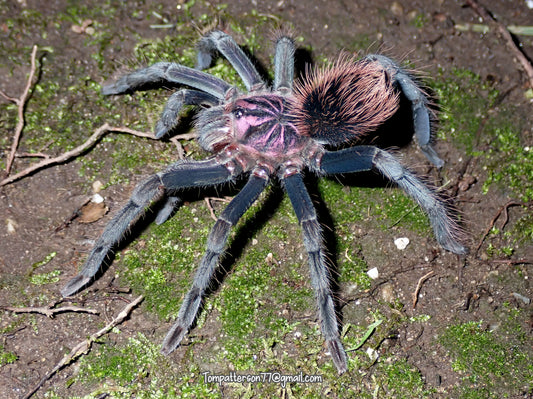 TARANTULAS – Page 7 – Hardcore Arachnids