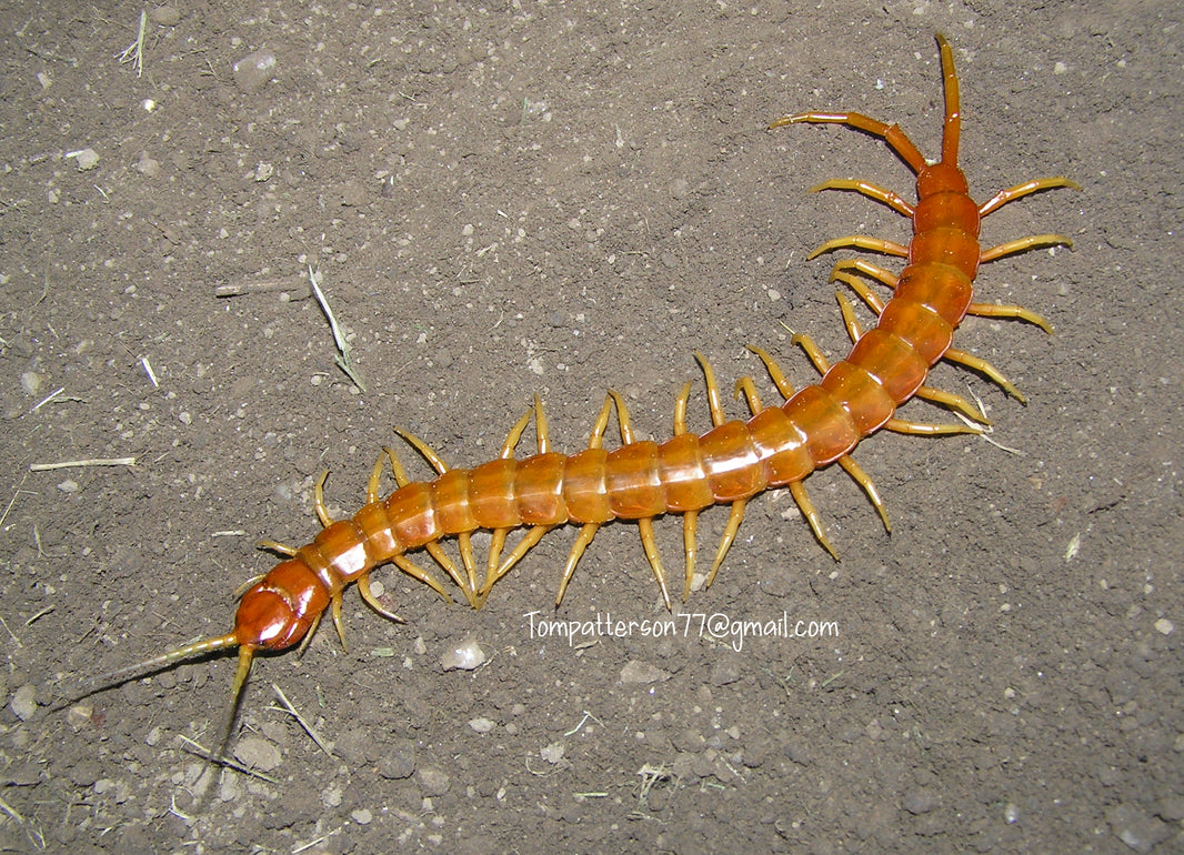 CENTIPEDES – Hardcore Arachnids