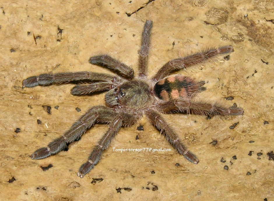 TARANTULAS – Hardcore Arachnids