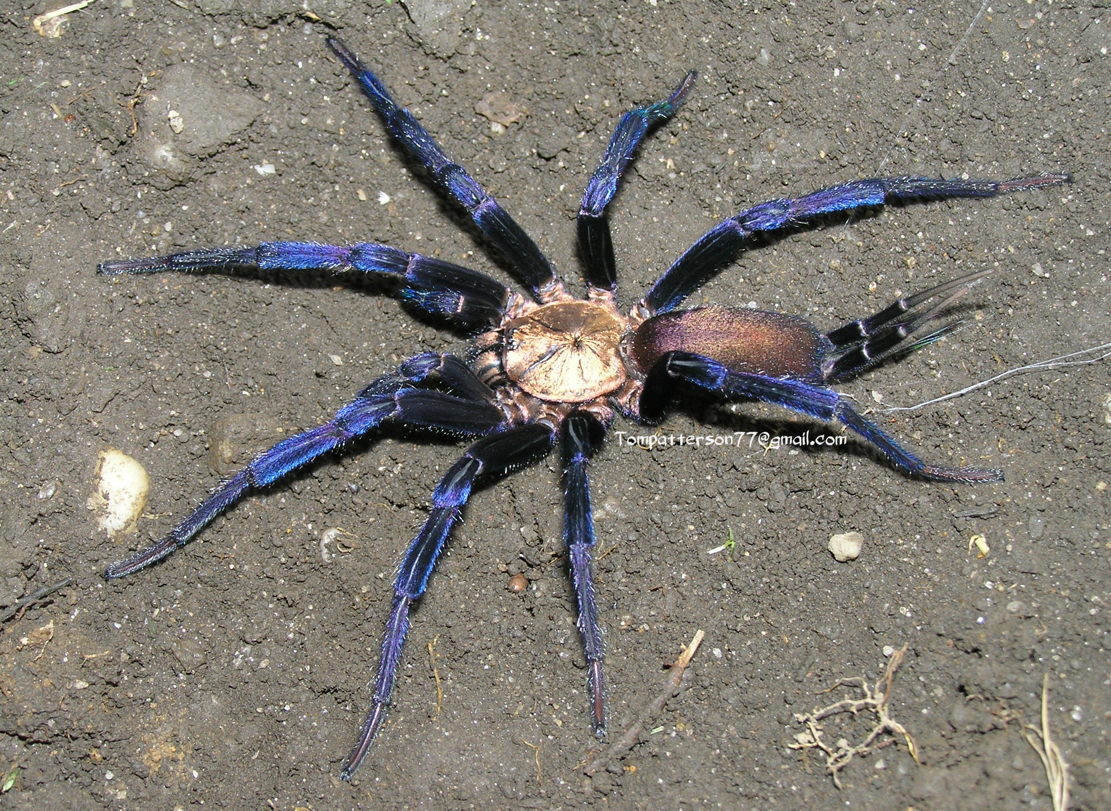 TRUE SPIDERS & MYGALOMORPHS – Hardcore Arachnids