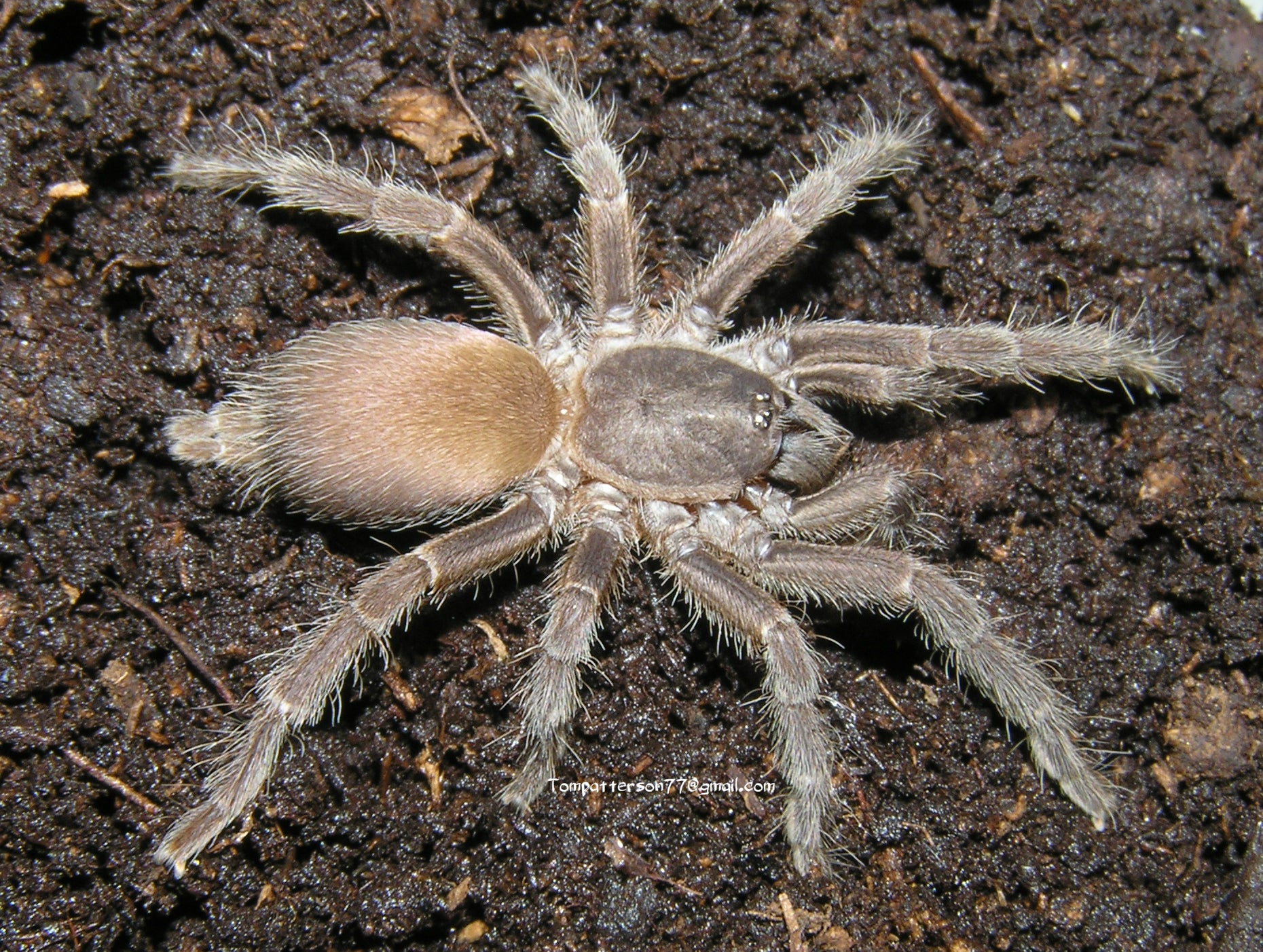 TARANTULAS – Page 5 – Hardcore Arachnids