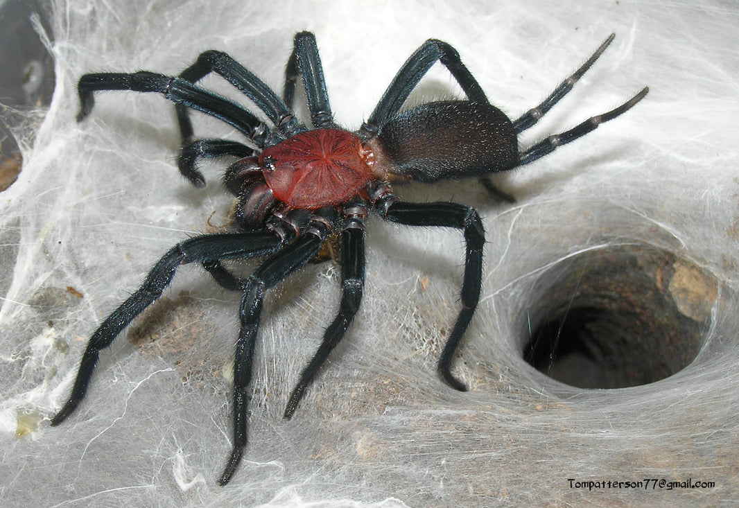 TRUE SPIDERS & MYGALOMORPHS – Hardcore Arachnids