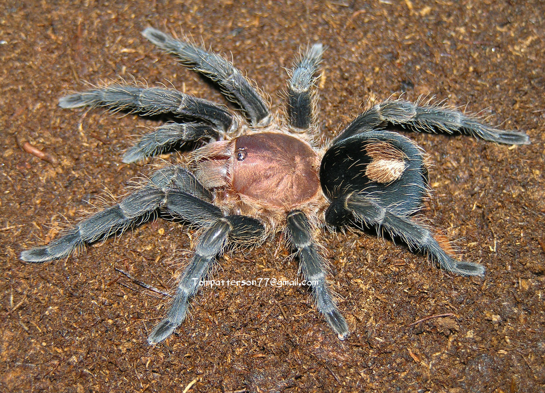 TARANTULAS – Page 2 – Hardcore Arachnids