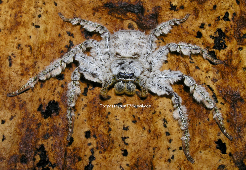 Barylestis saaristoi 2” – Hardcore Arachnids