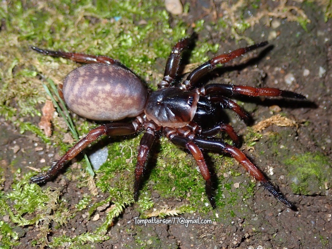 TRUE SPIDERS & MYGALOMORPHS – Hardcore Arachnids