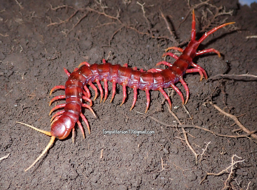 CENTIPEDES – Hardcore Arachnids