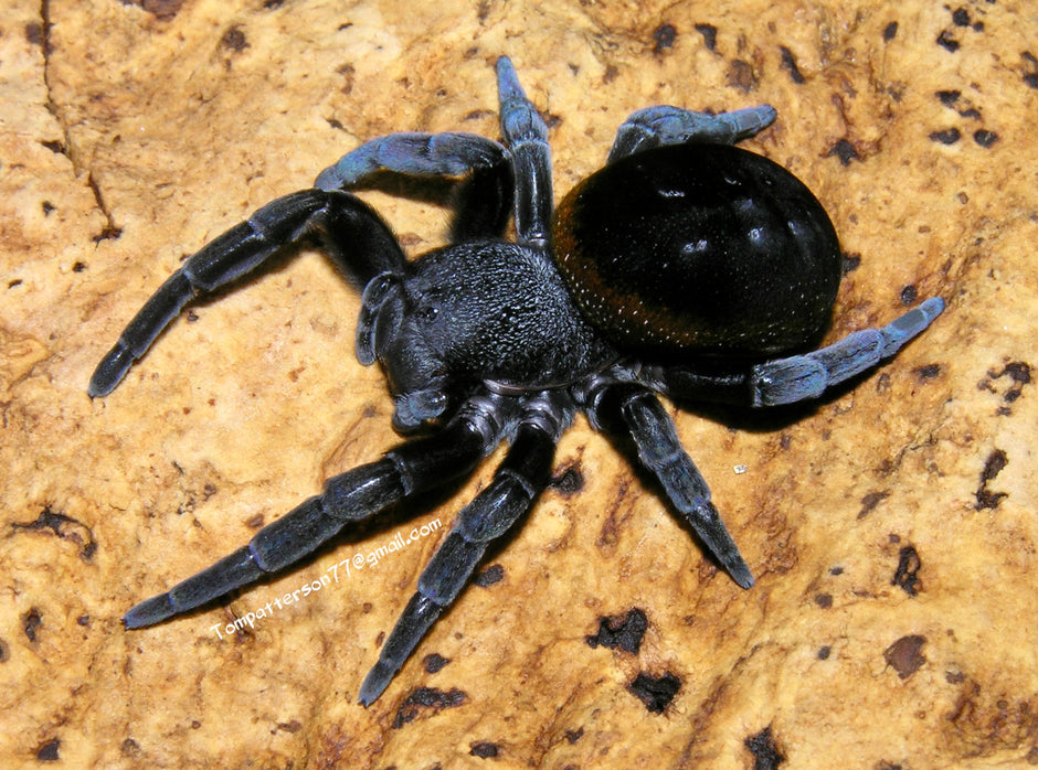 TRUE SPIDERS & MYGALOMORPHS – Hardcore Arachnids